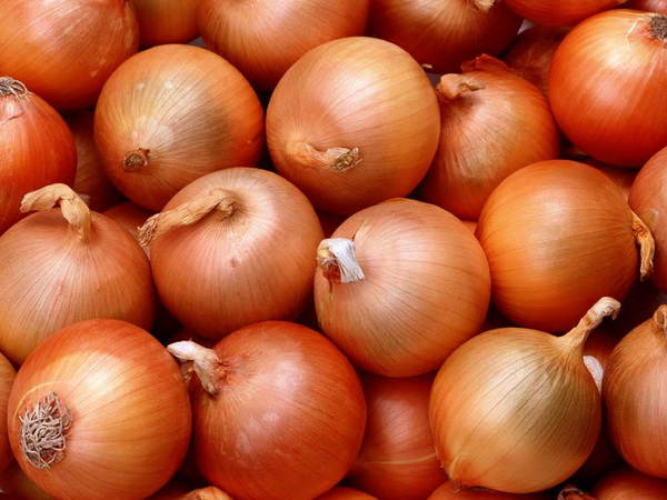 Plantforum - Catalogue